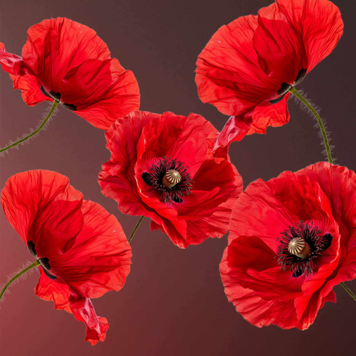 ANZAC Day opening hours