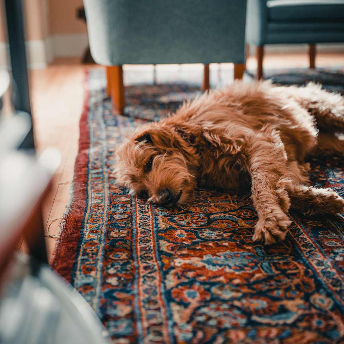 Modern rugs: The best addition to refresh your home's interior